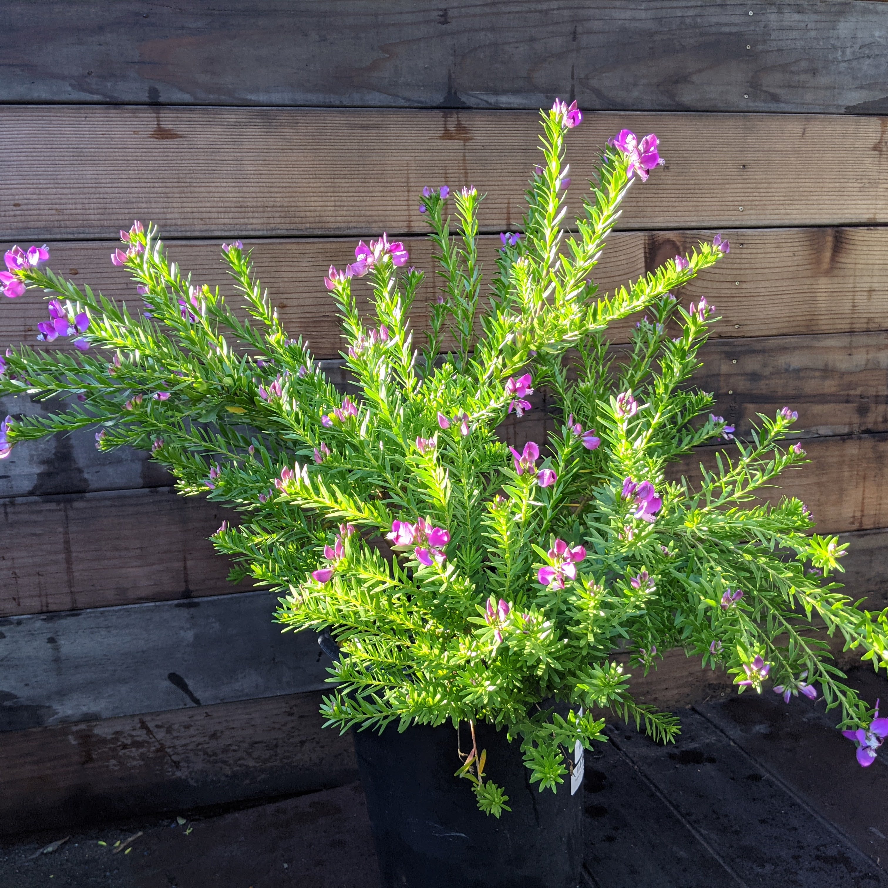 Polygala virgata 'Portola' – Heron's Head Nursery