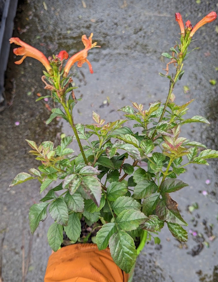 Tecomaria capensis 'Cape Town Pink' – Heron's Head Nursery