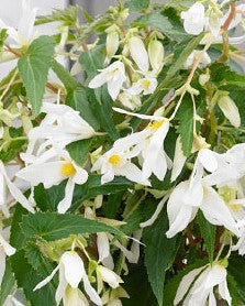 Begonia boliviensis 'Santa Barbara' – Heron's Head Nursery