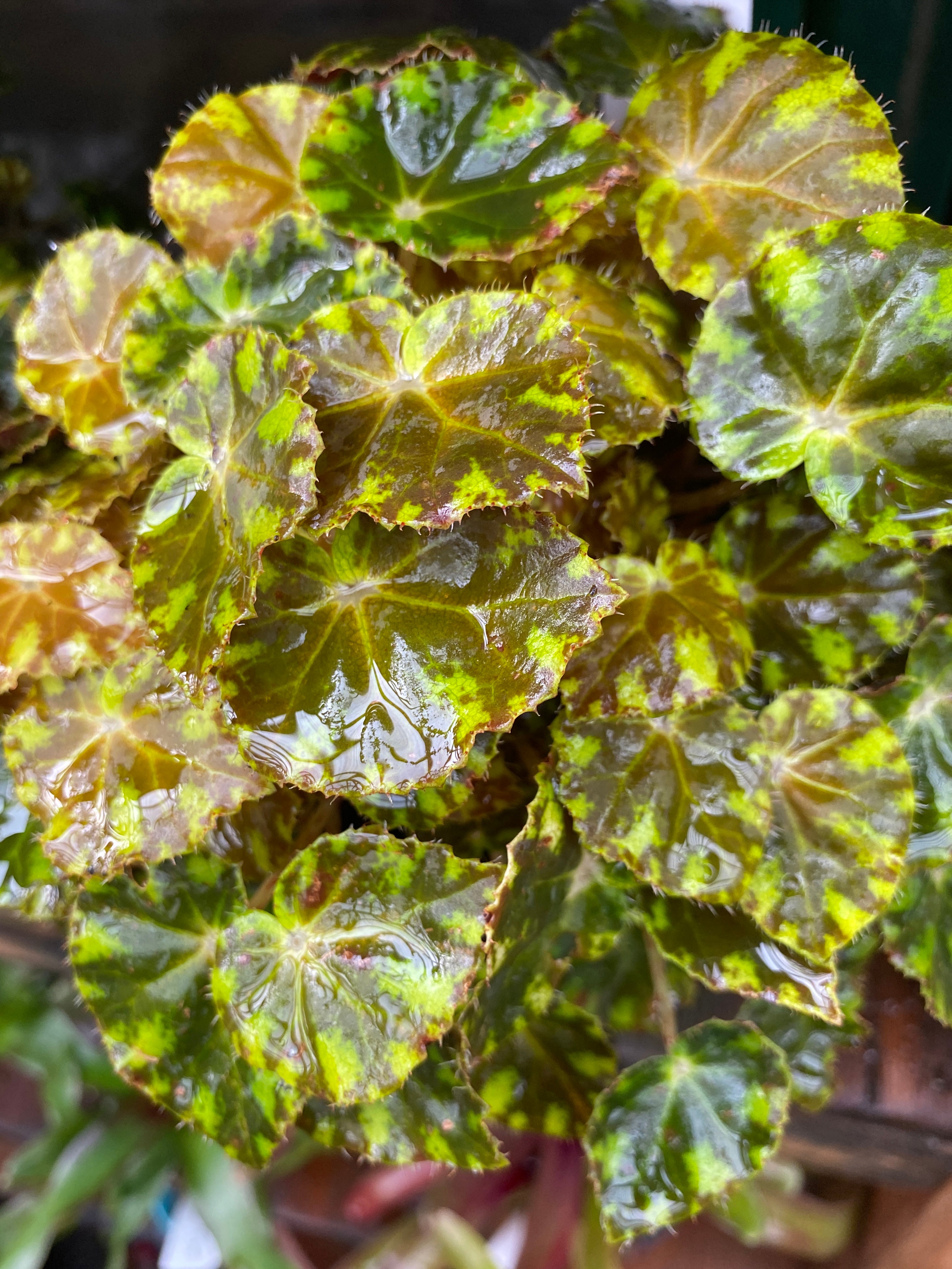 Begonia 'Tiger Paws' – Heron's Head Nursery