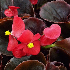 Begonia x semperflorens-cultorum 'Cocktail Vodka' – Heron's Head Nursery