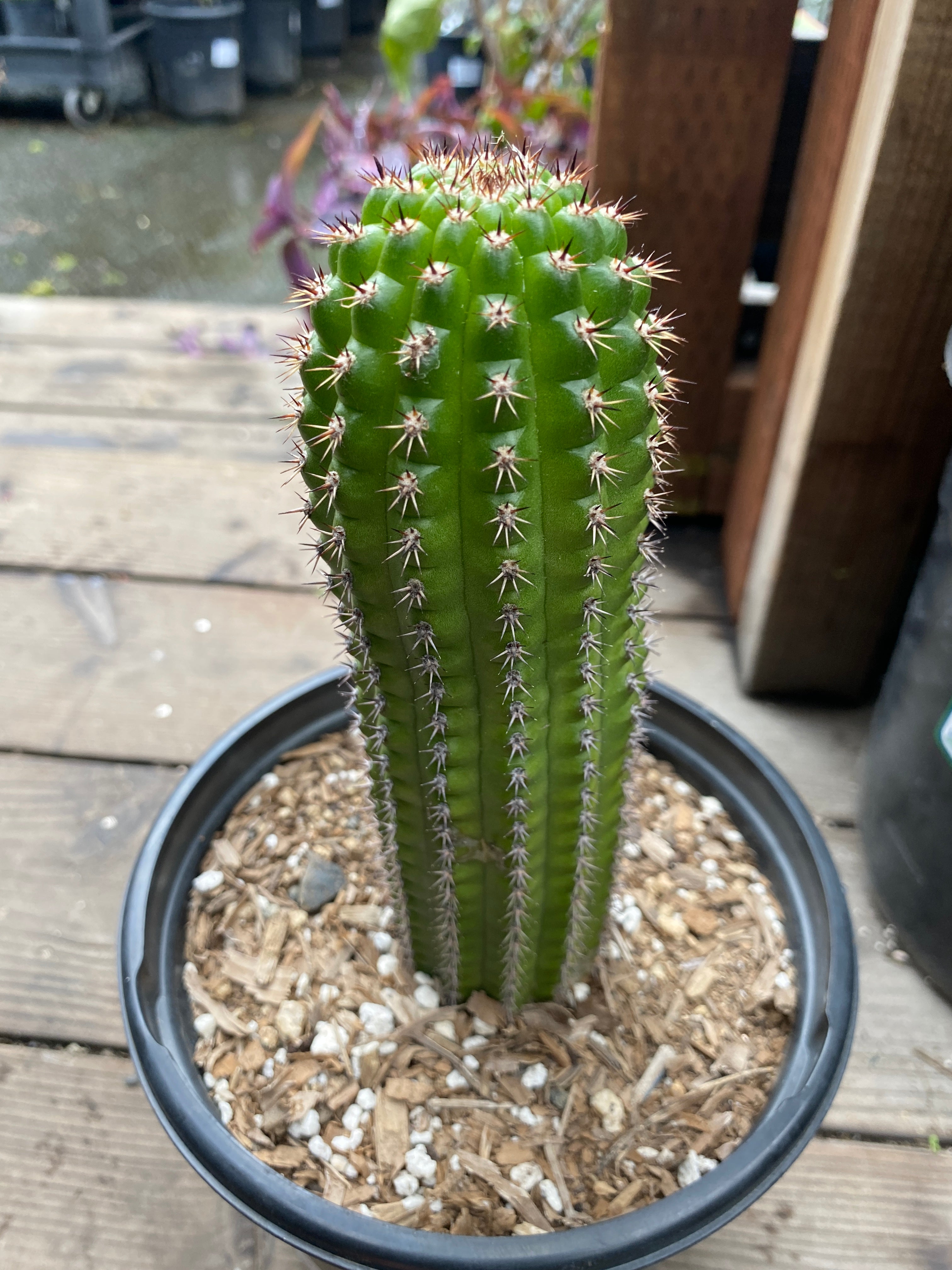 Euphorbia mammillaris (Corn on Cob Cactus)) – Heron's Head Nursery