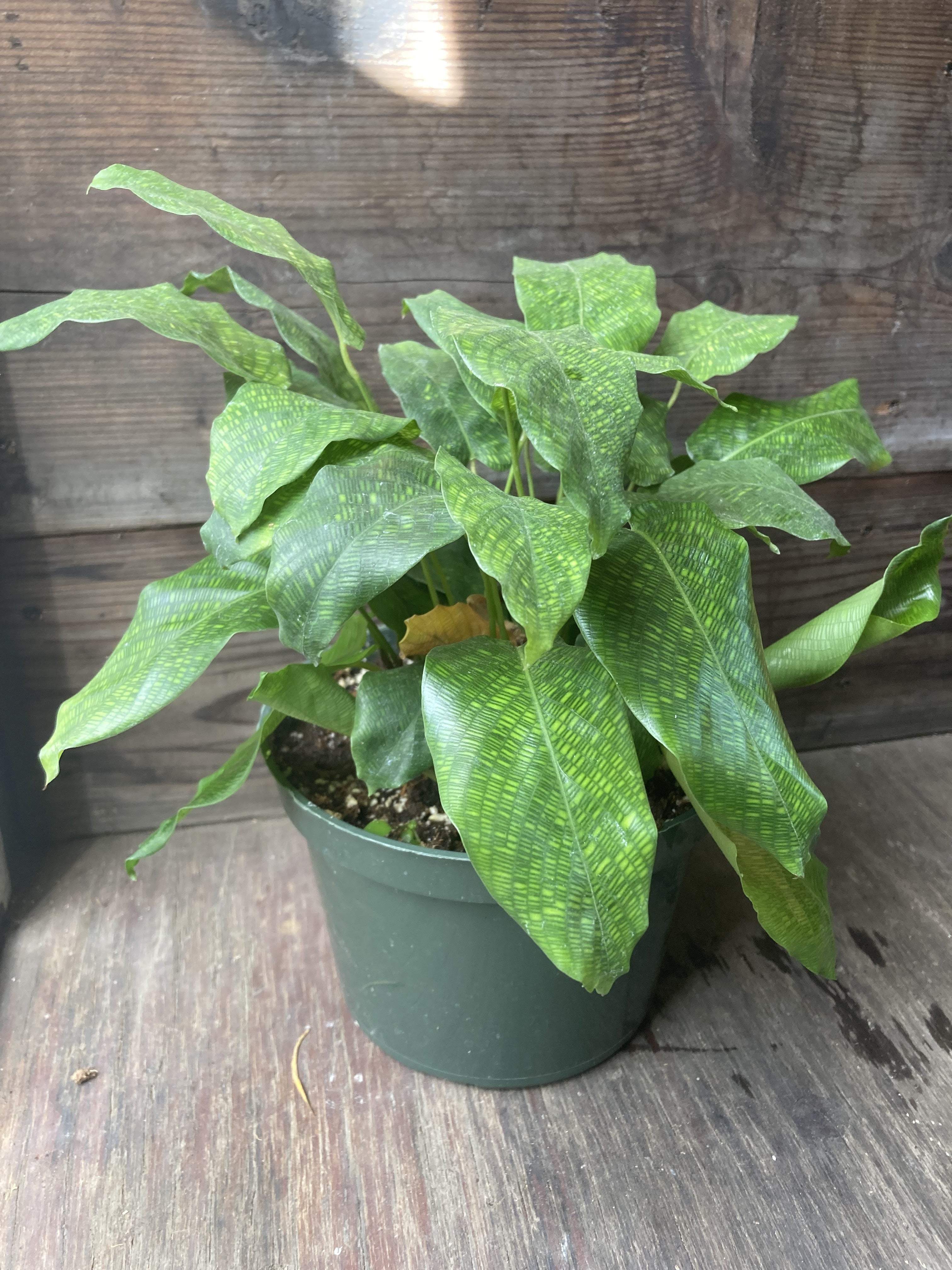 Calathea 'Network' – Heron's Head Nursery