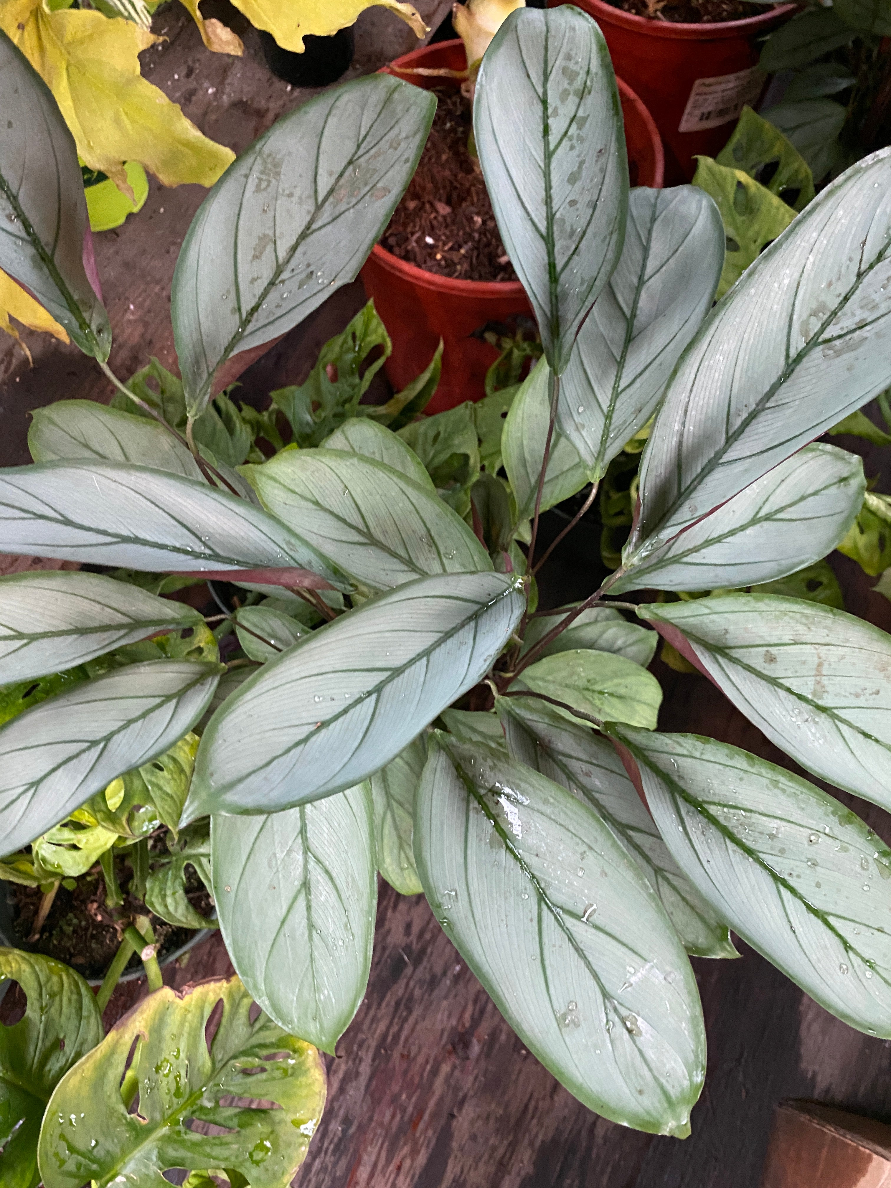 Calathea setosa – Heron's Head Nursery