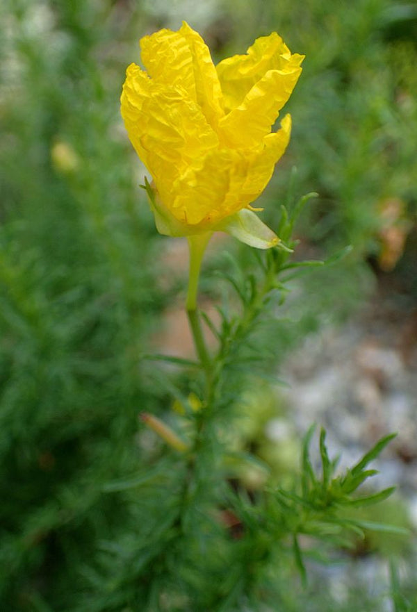 Calylophus berlandieri – Heron's Head Nursery
