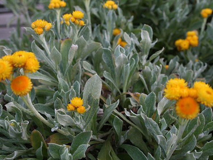 Chrysocephalum (Helichrysum) apiculatum 'Silver and Gold' – Heron's ...