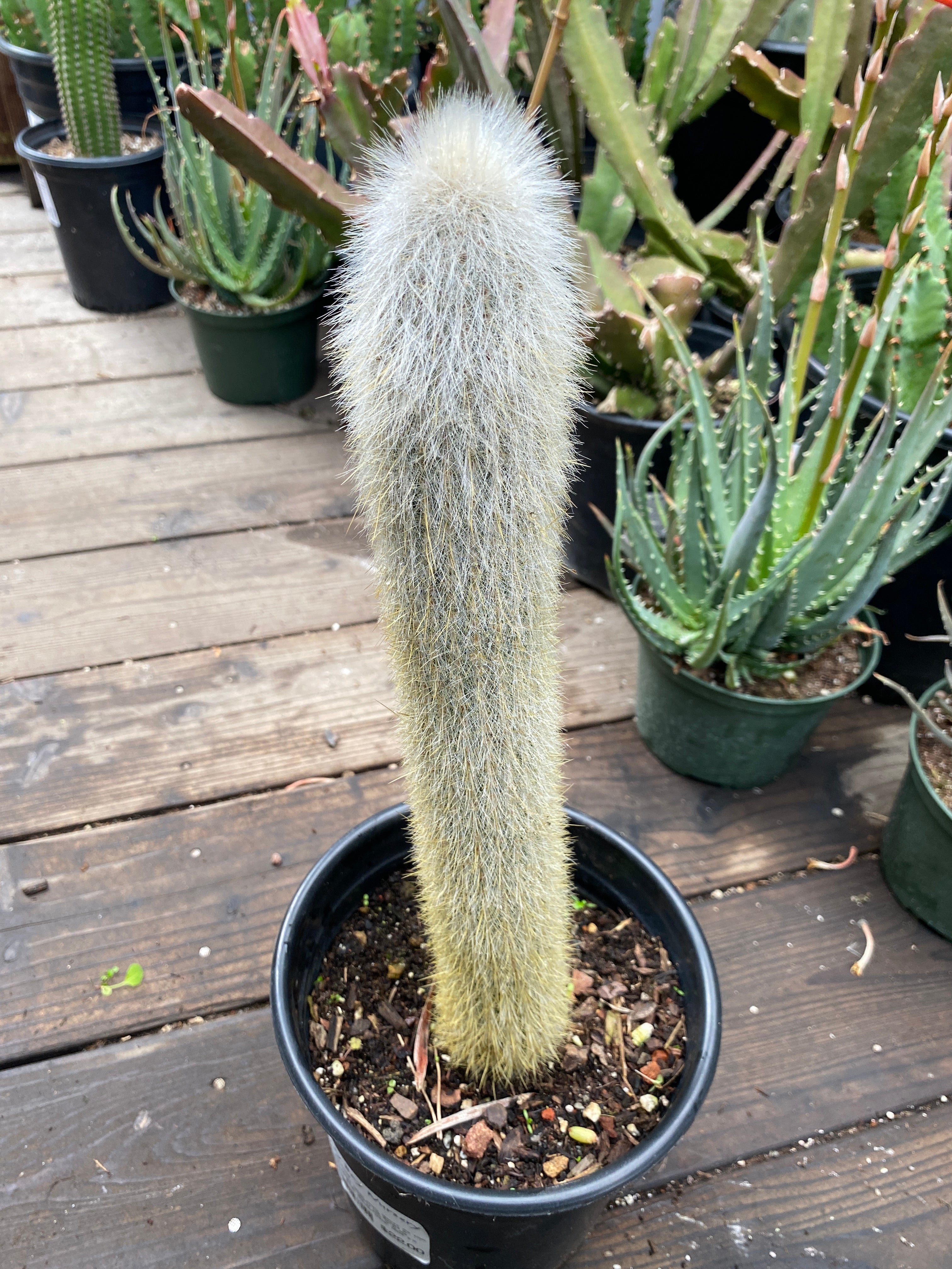 Cleistocactus strausii – Heron's Head Nursery