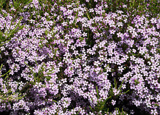 Coleonema pulchrum (pulchellum) 'Compact Form' – Heron's Head Nursery