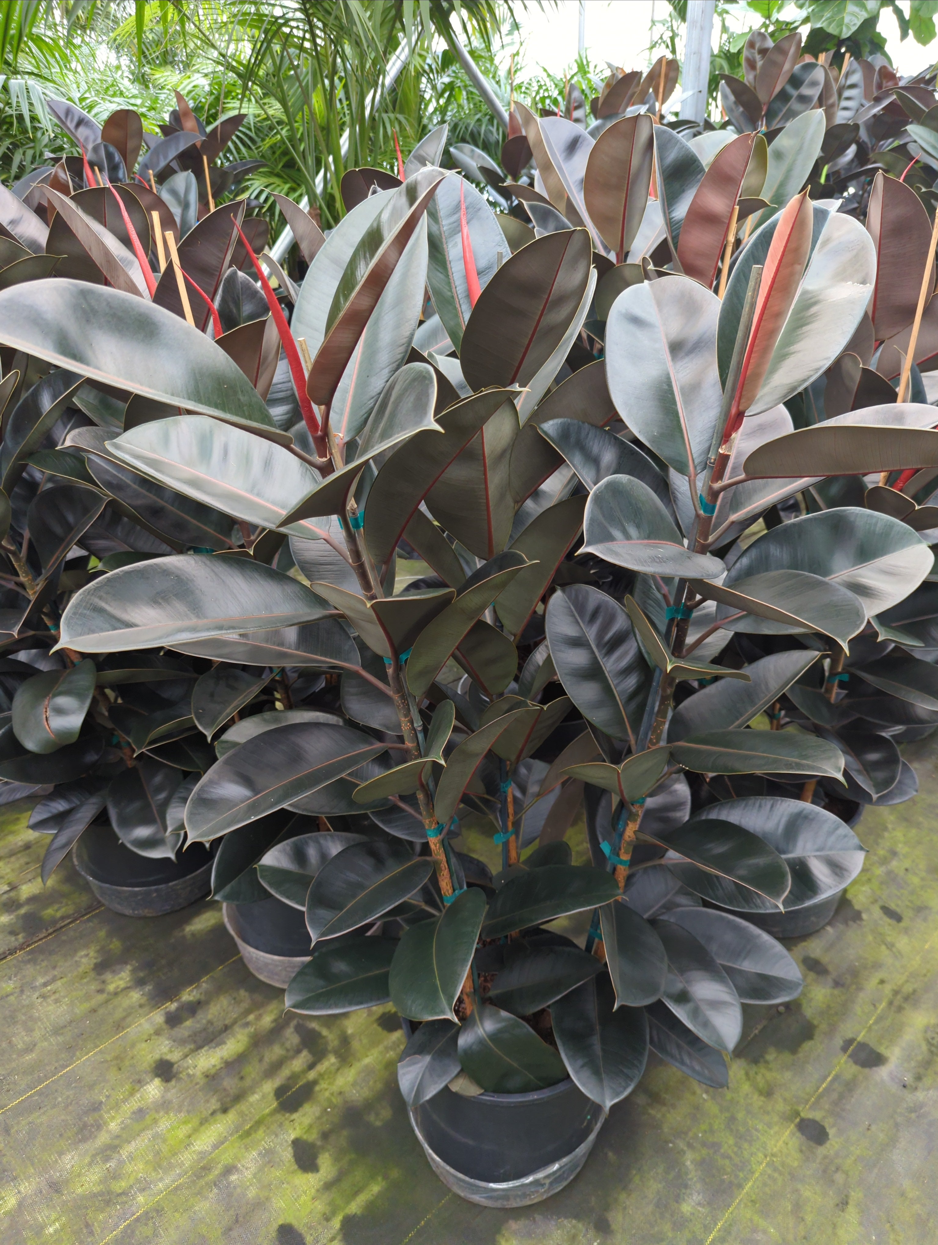 Ficus elastica (decora) 'Burgundy' – Heron's Head Nursery