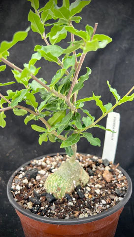 Fockea edulis – Heron's Head Nursery