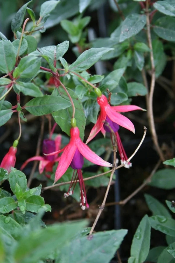 Fuchsia 'Angel Earrings' (Cascading) – Heron's Head Nursery