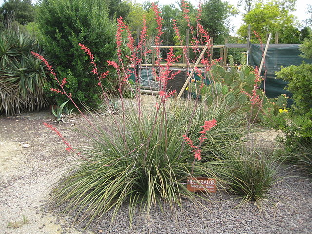 Hesperaloe parviflora – Heron's Head Nursery