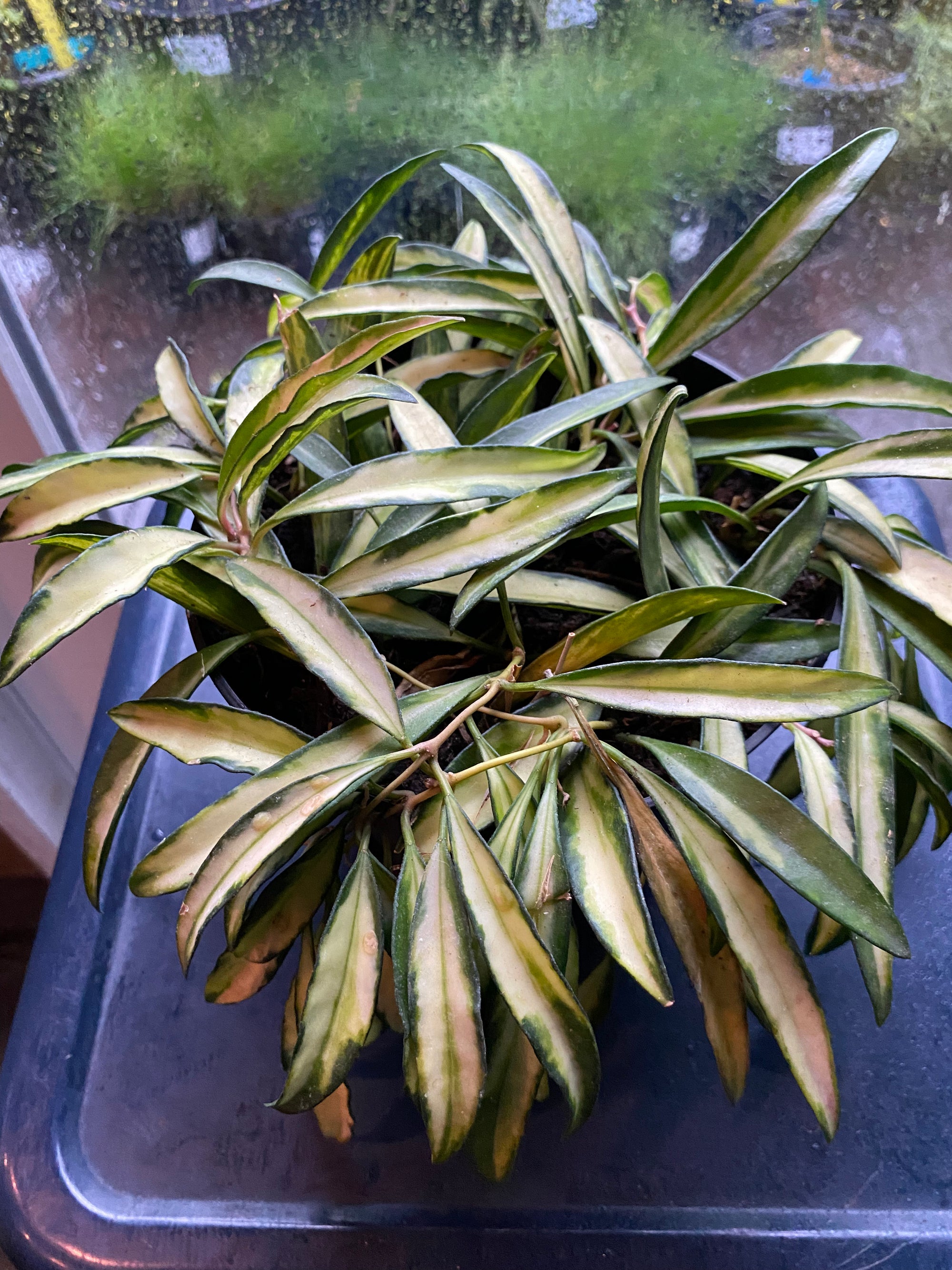 Hoya kentiana variegated – Heron's Head Nursery