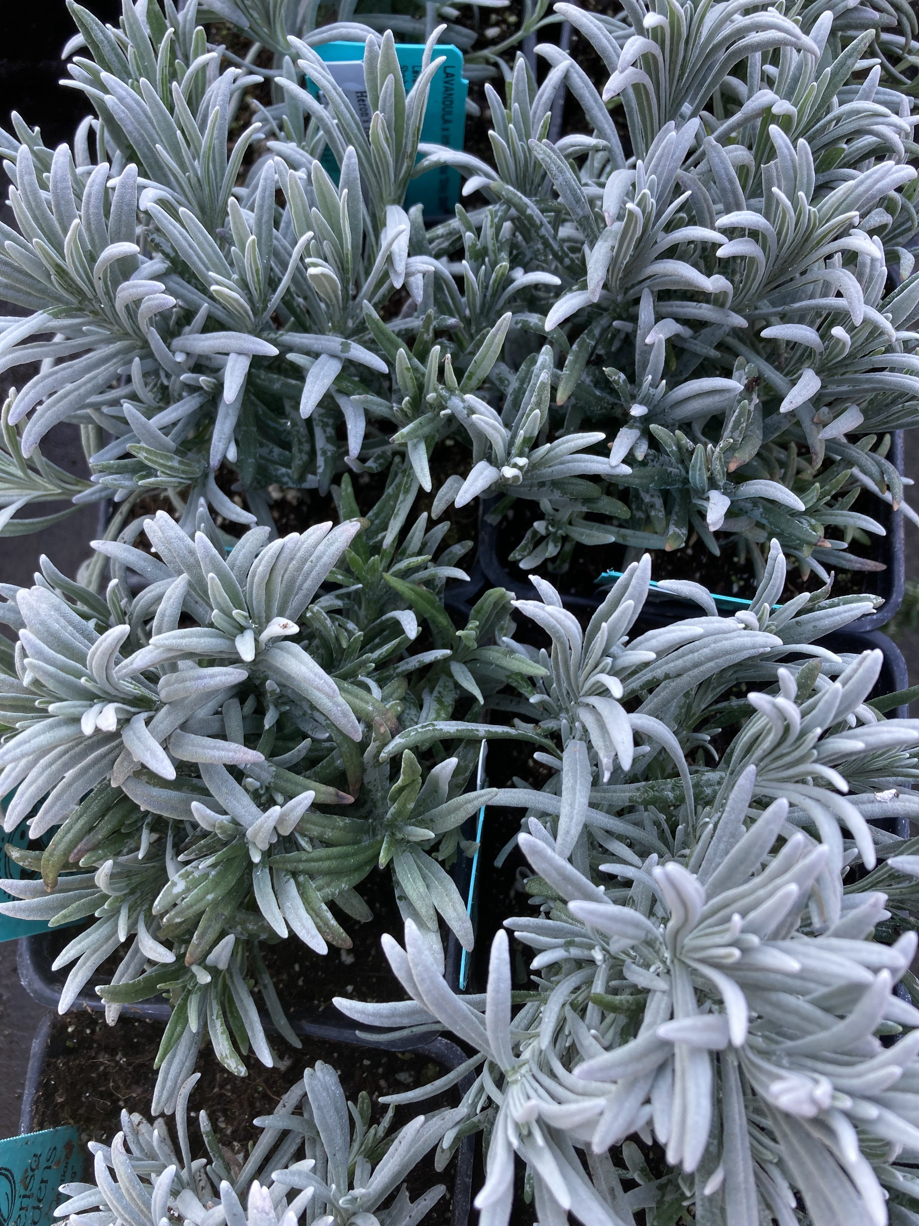 Lavandula x intermedia 'Dilly Dilly' (Lavender) – Heron's Head Nursery