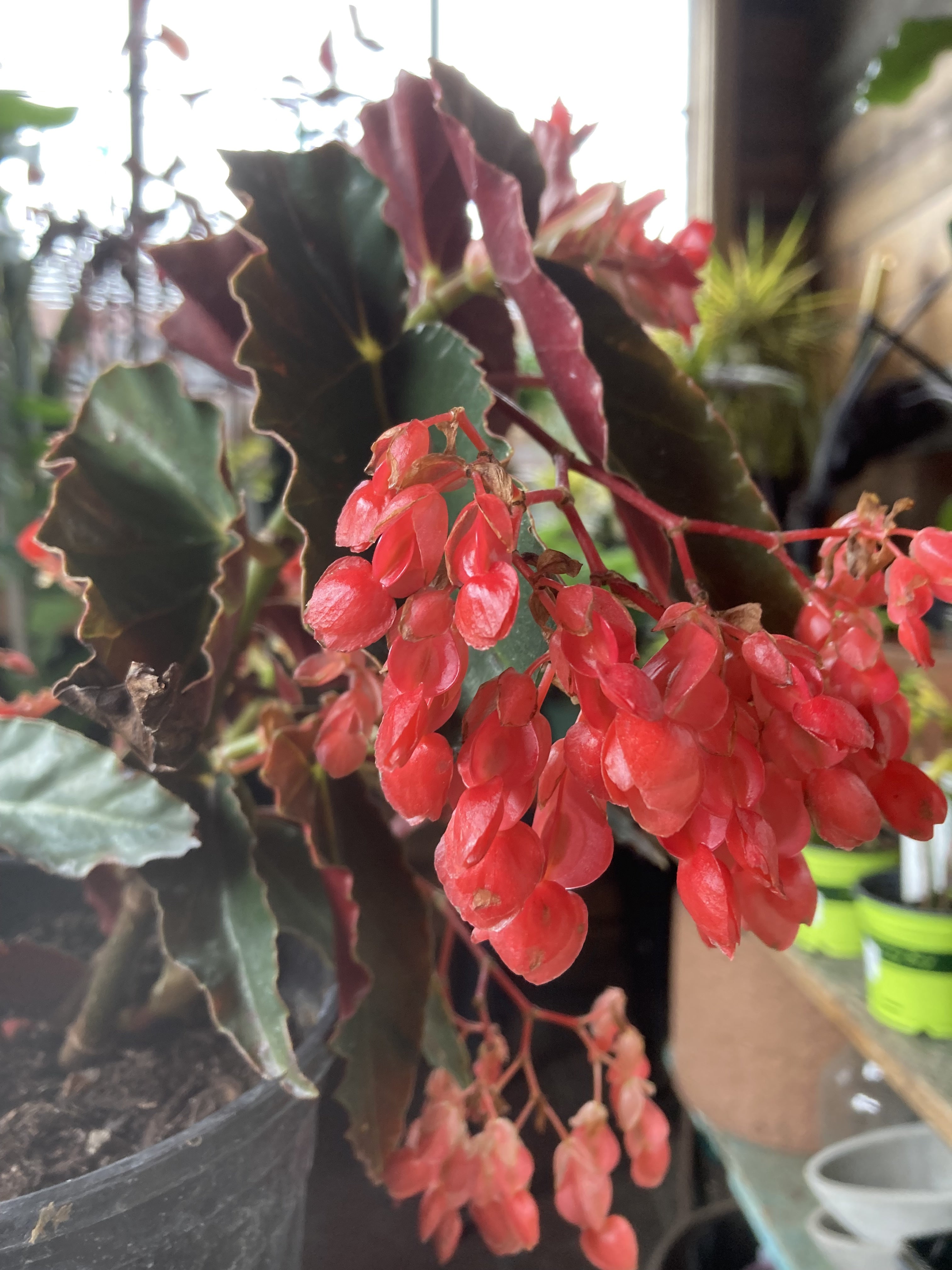 Begonia 'Torch' – Heron's Head Nursery
