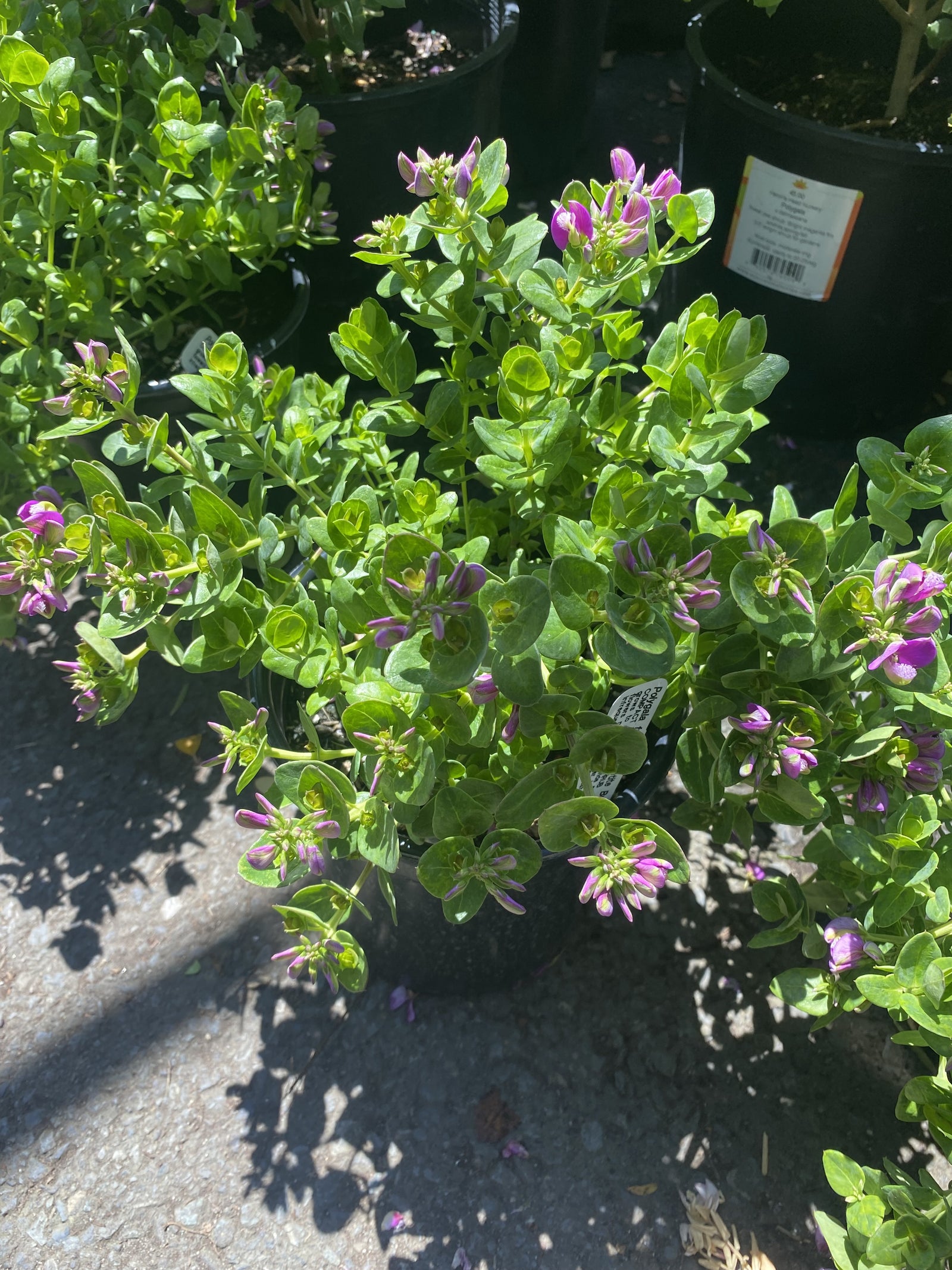 Polygala fruticosa 'Petite Butterfly' – Heron's Head Nursery