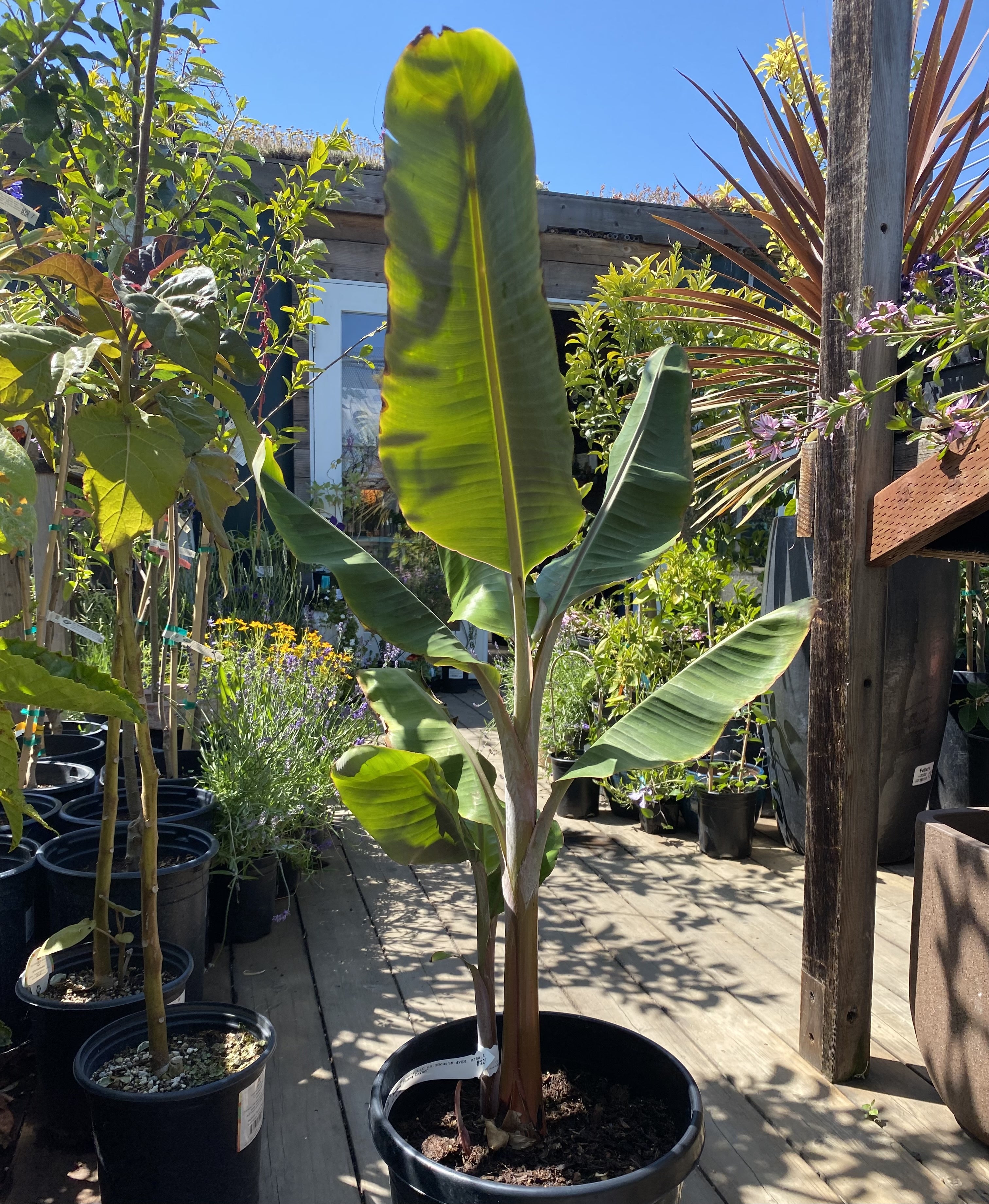 Banana 'Pisang Ceylon' – Heron's Head Nursery