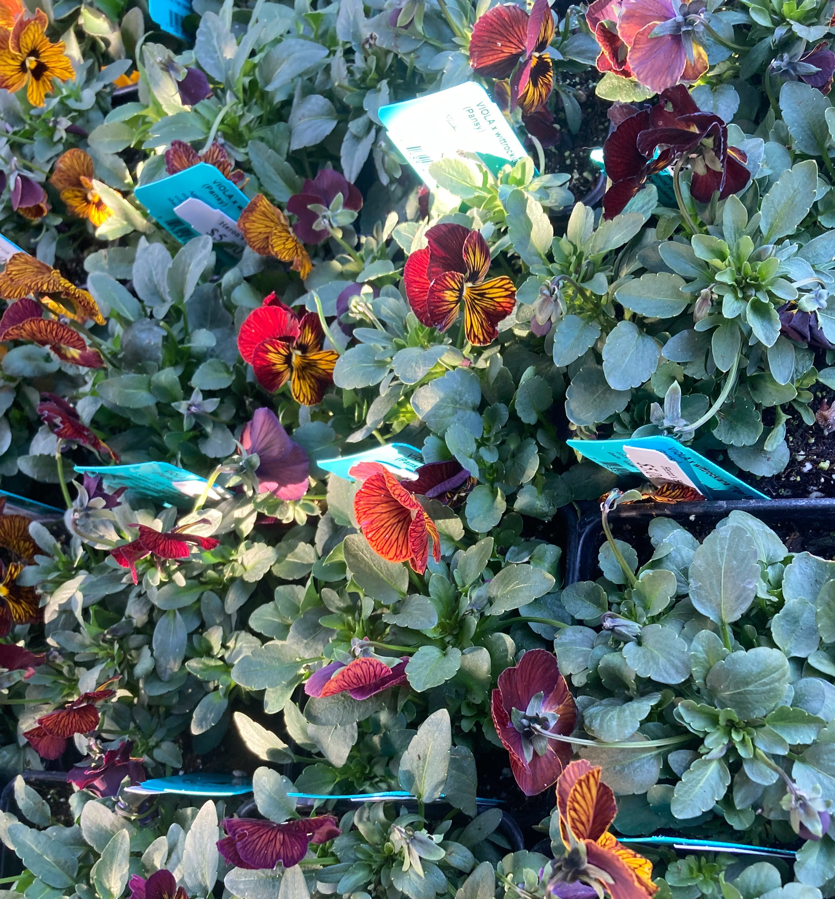 Viola x wittrockiana 'Tiger Eye Red' (Pansy) – Heron's Head Nursery
