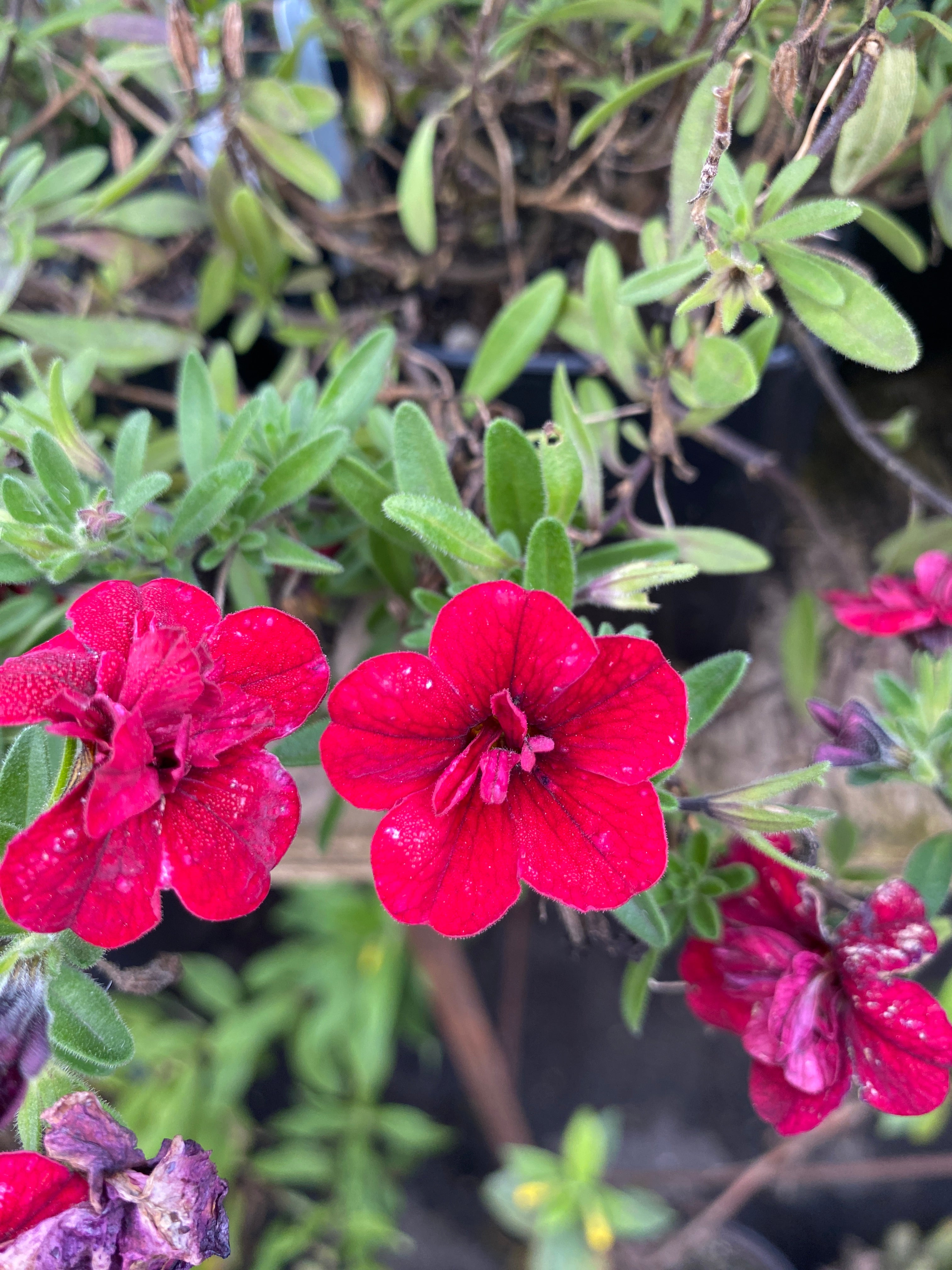 Calibrachoa MiniFamous 'Uno Double Red' – Heron's Head Nursery