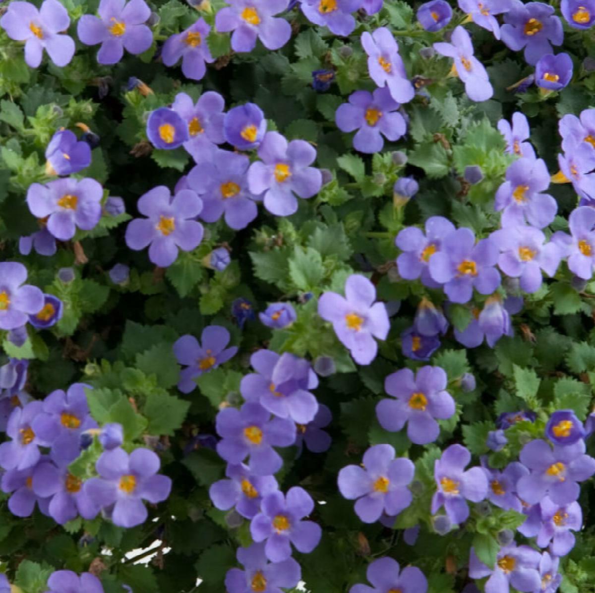 Jamesbrittenia Stardom 'Purple' (Sutera cordata) – Heron's Head Nursery