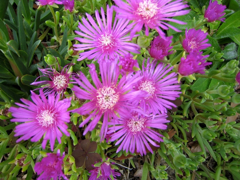 Lampranthus 'Pink Kaboom' – Heron's Head Nursery