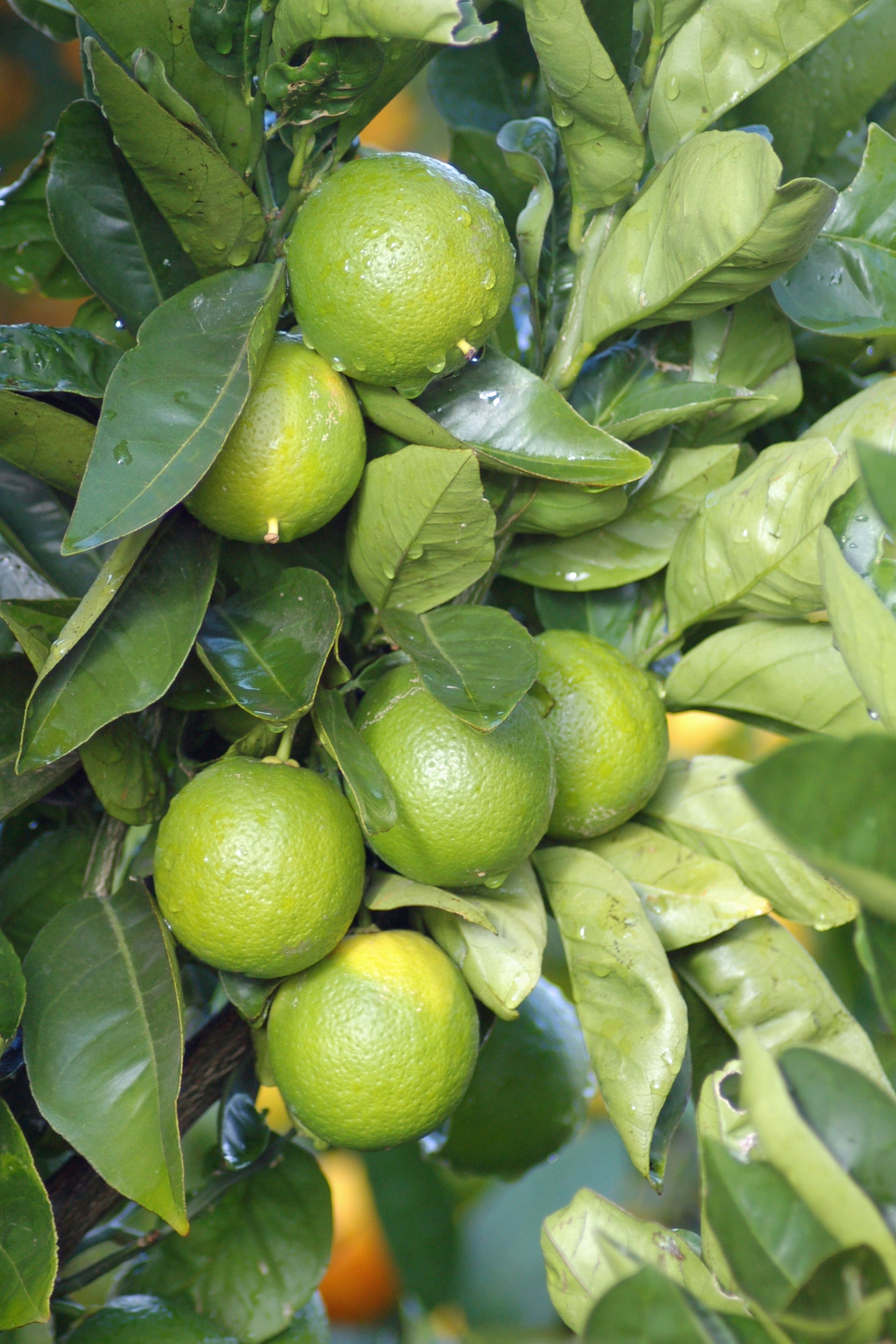 Bearss Lime Tree