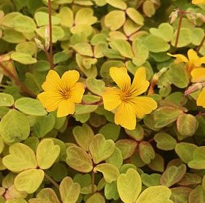 Oxalis siliquosa (vulcanicola) 'Sunset Velvet' – Heron's Head Nursery