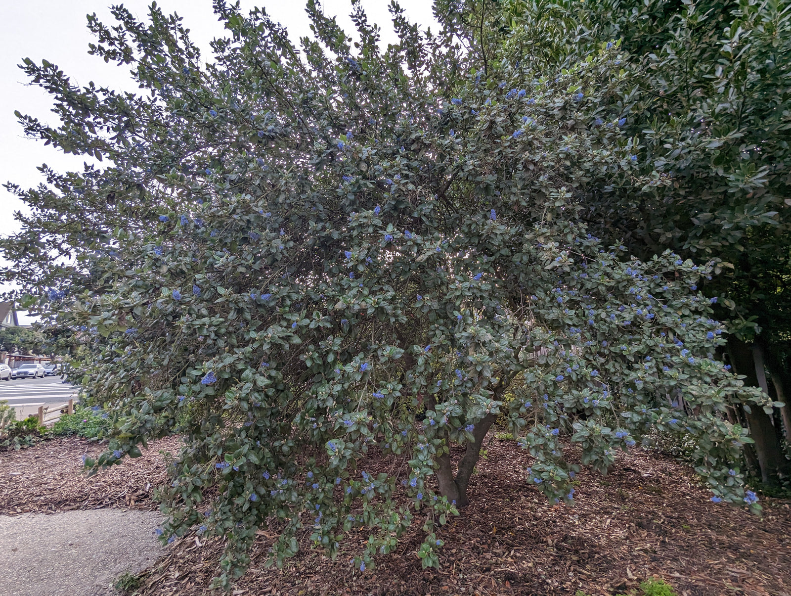 Ceanothus 'Ray Hartman' – Heron's Head Nursery