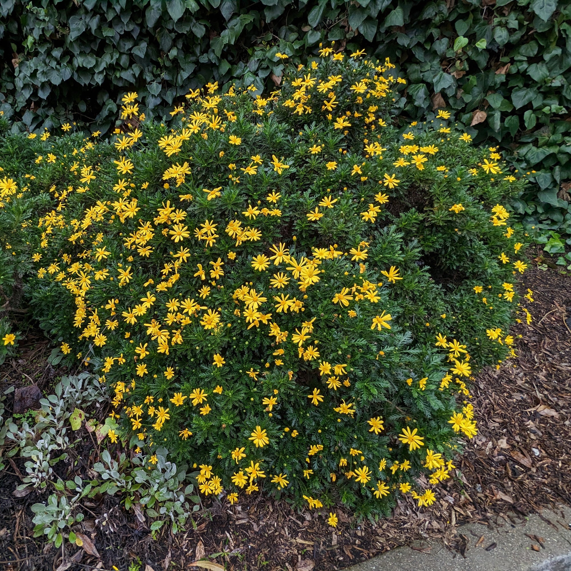 Euryops pectinatus 'Viridis' – Heron's Head Nursery