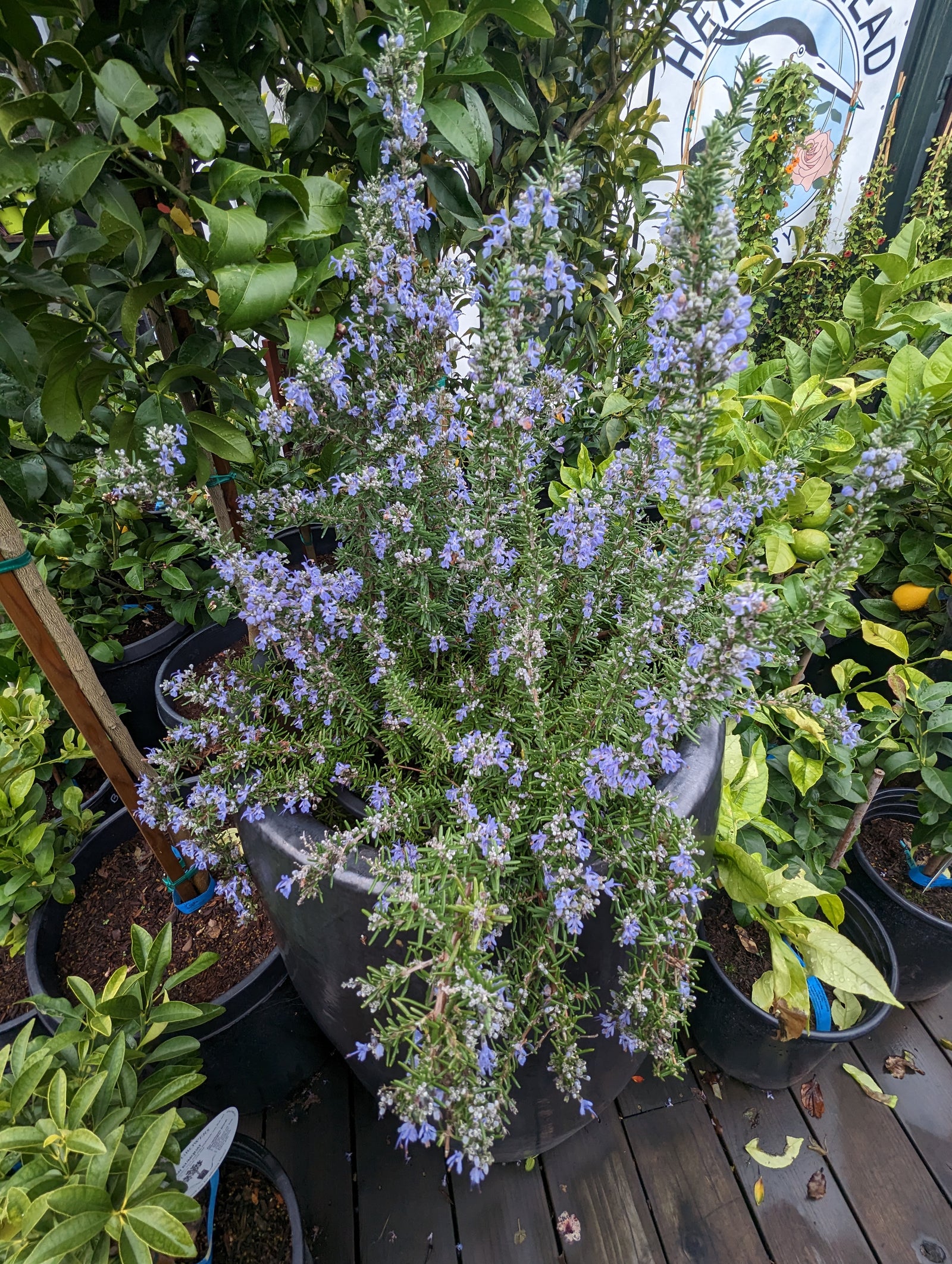 Rosmarinus (Rosemary) officinalis 'Irene' – Heron's Head Nursery