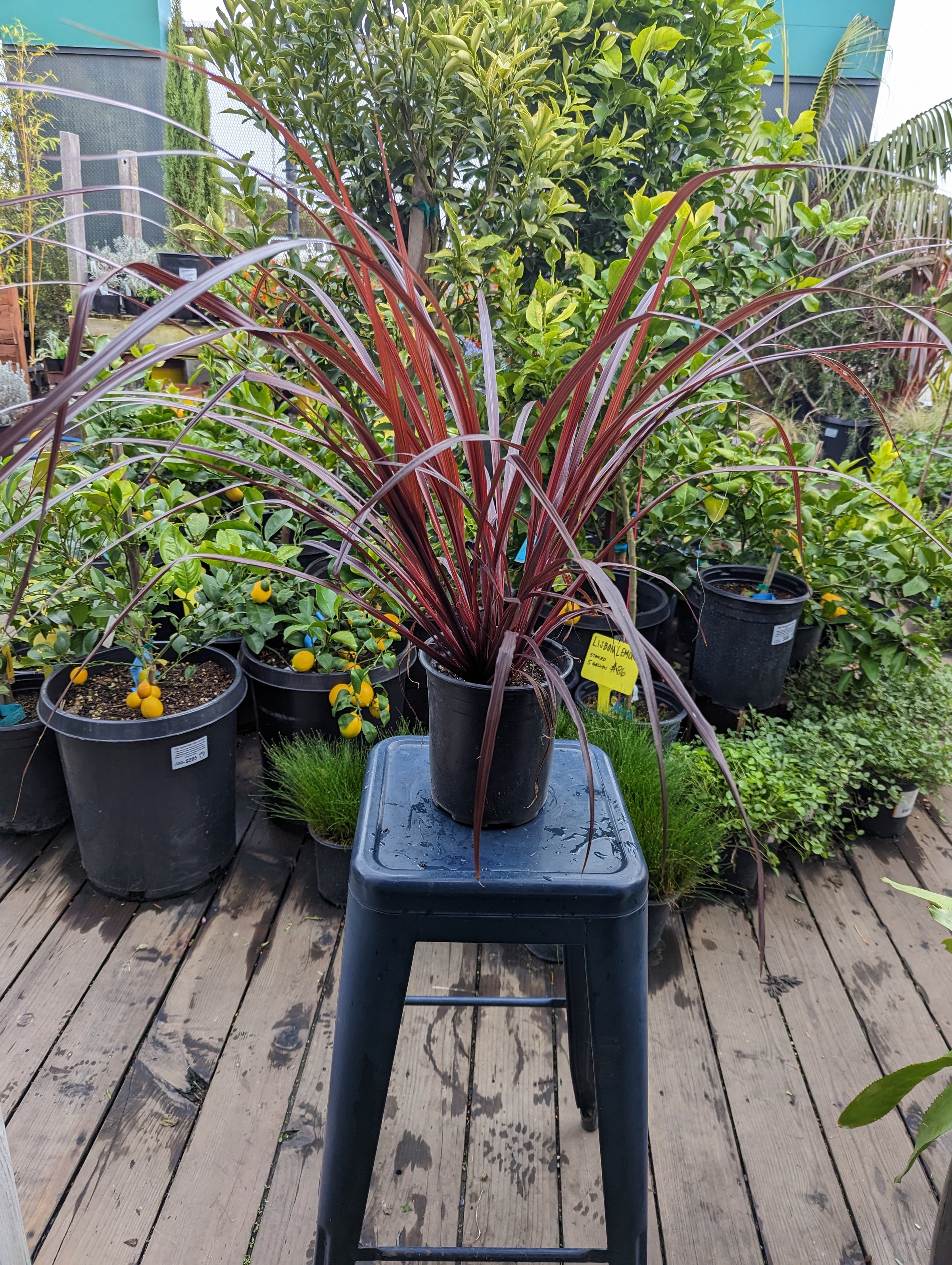 Cordyline 'Design-A-Line Burgundy' – Heron's Head Nursery