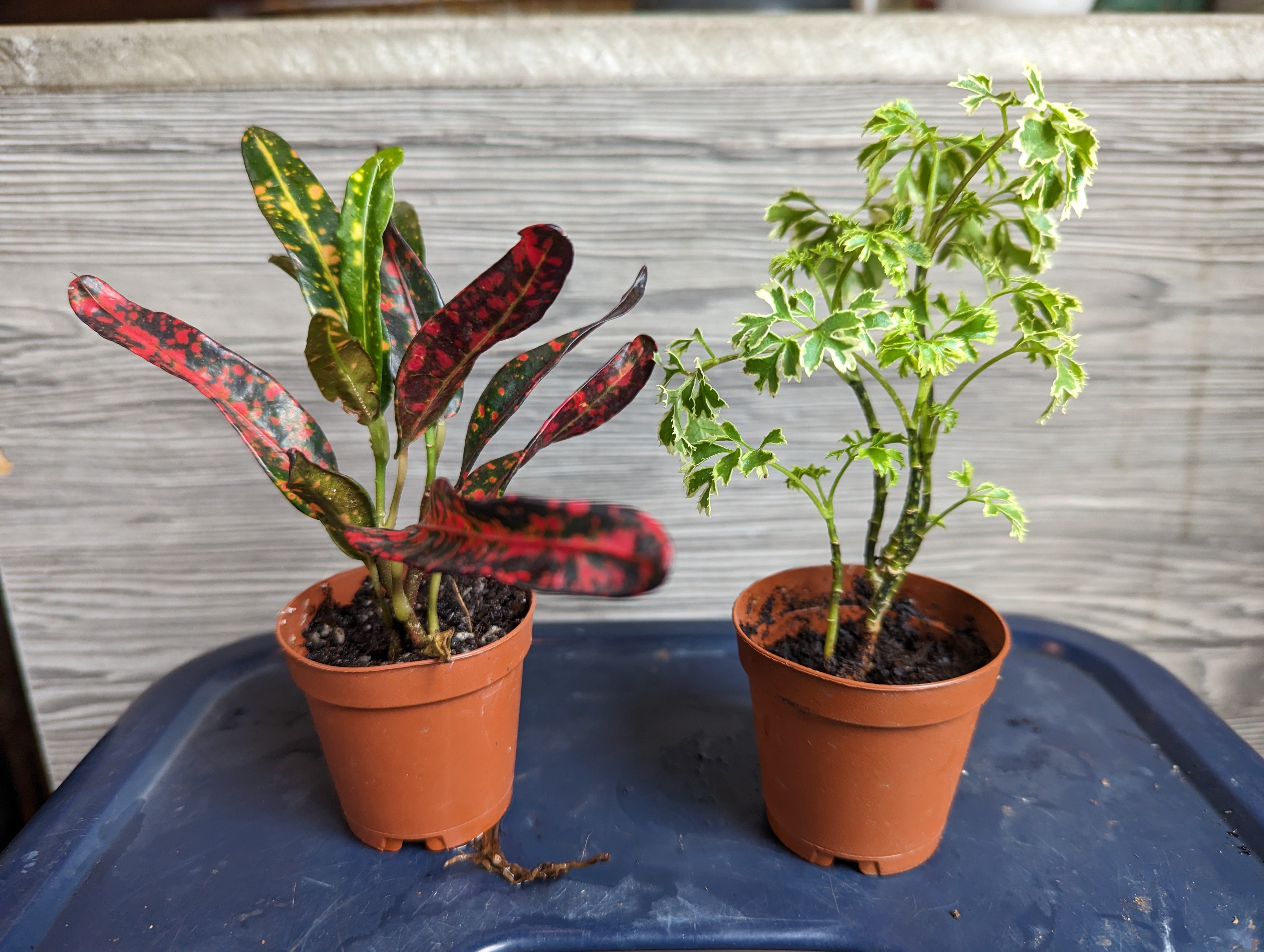 Round pot foliage 2" – Heron's Head Nursery