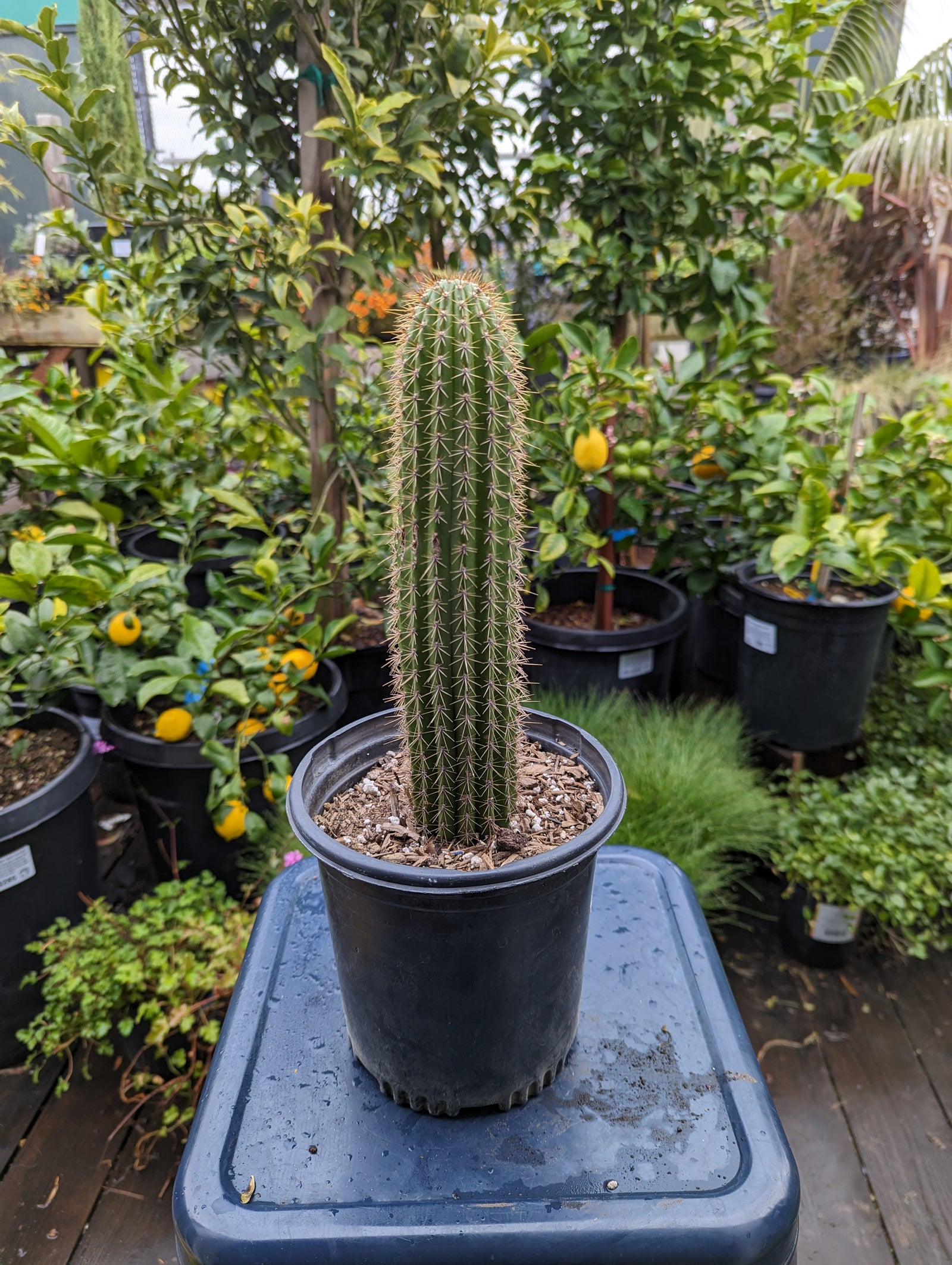 Echinopsis spachiana (Golden Torch Cactus) – Heron's Head Nursery