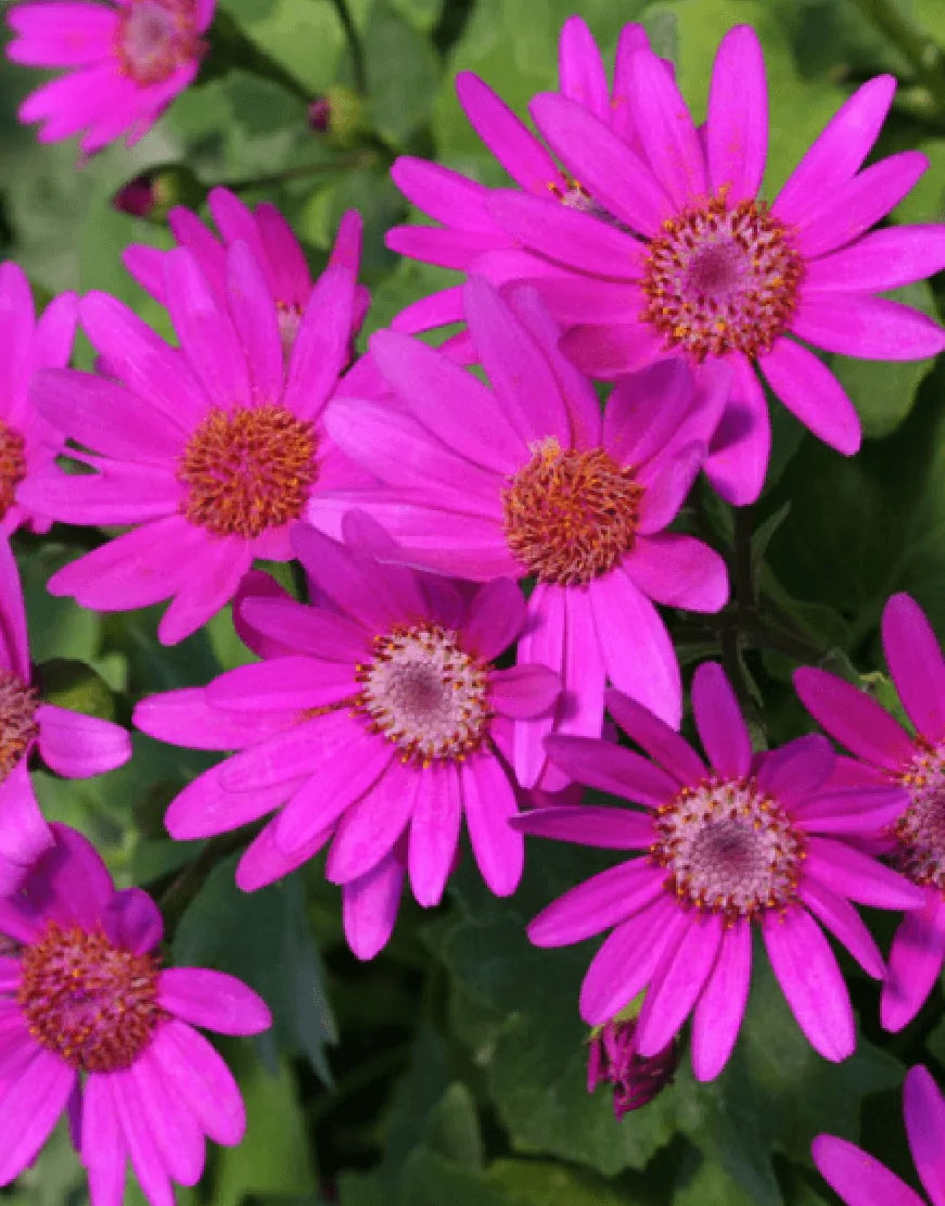 Pericallis Baby Senetti 'Magenta' – Heron's Head Nursery