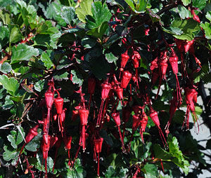 Ribes speciosum 'Rana Creek' – Heron's Head Nursery
