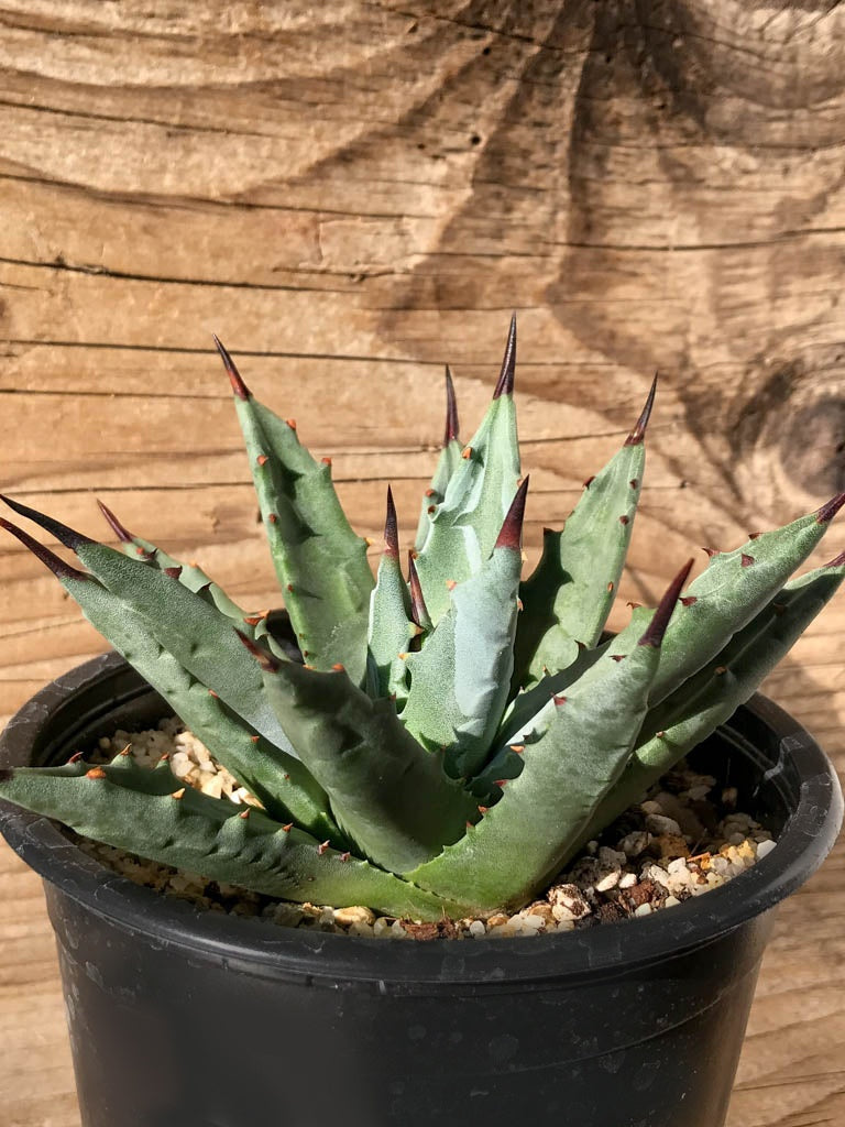 Agave utahensis var. nevadensis – Heron's Head Nursery