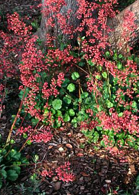 Heuchera 'Santa Ana Cardinal' – Heron's Head Nursery