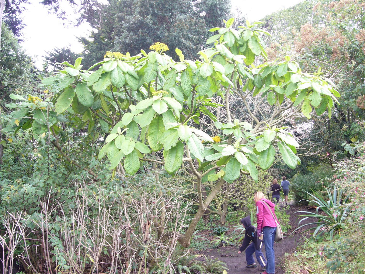 Telanthophora grandifolia – Heron's Head Nursery