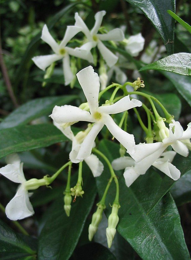 Trachelospermum asiaticum – Heron's Head Nursery