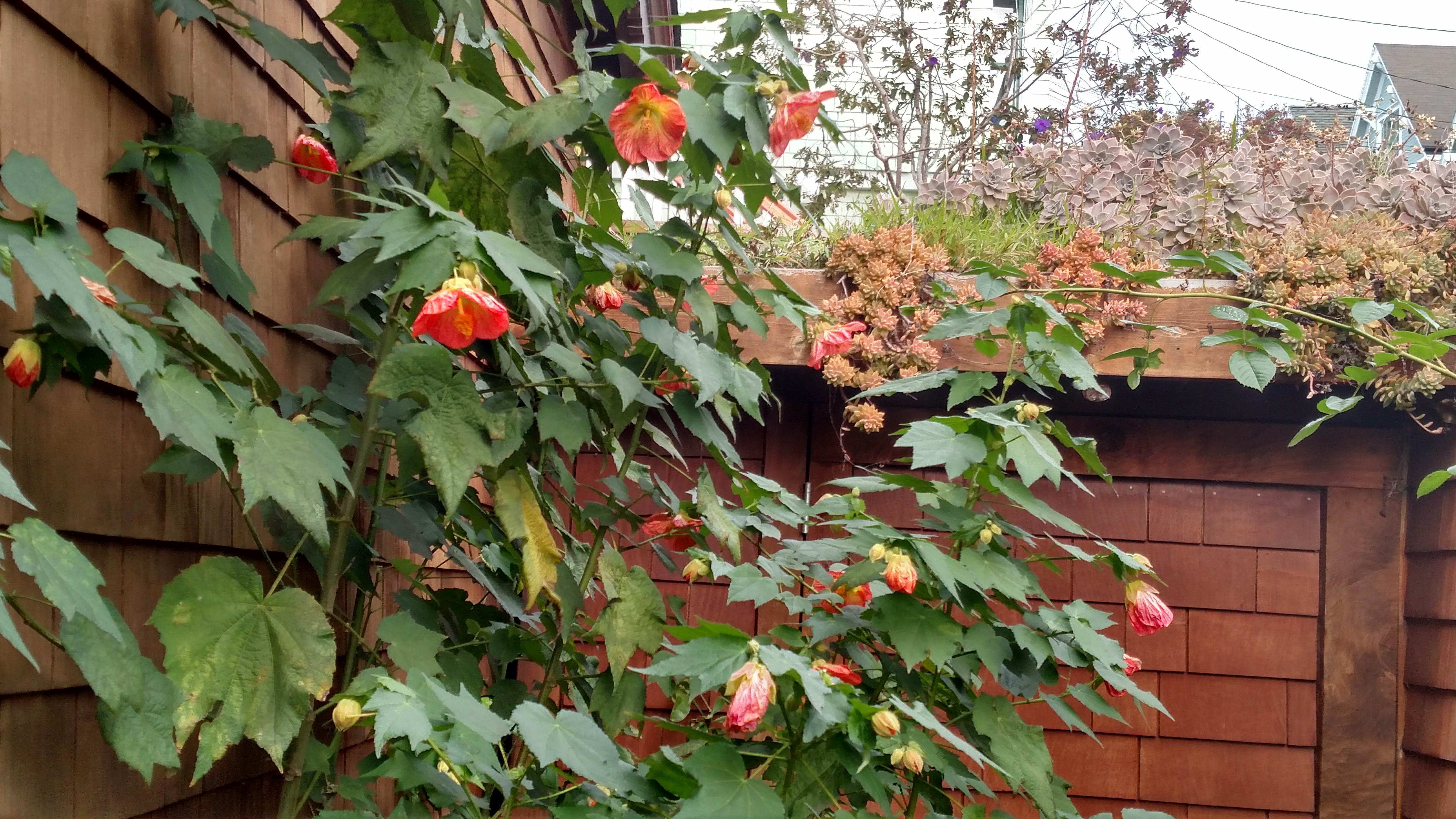 Abutilon 'Victor Reiter'™ – Heron's Head Nursery