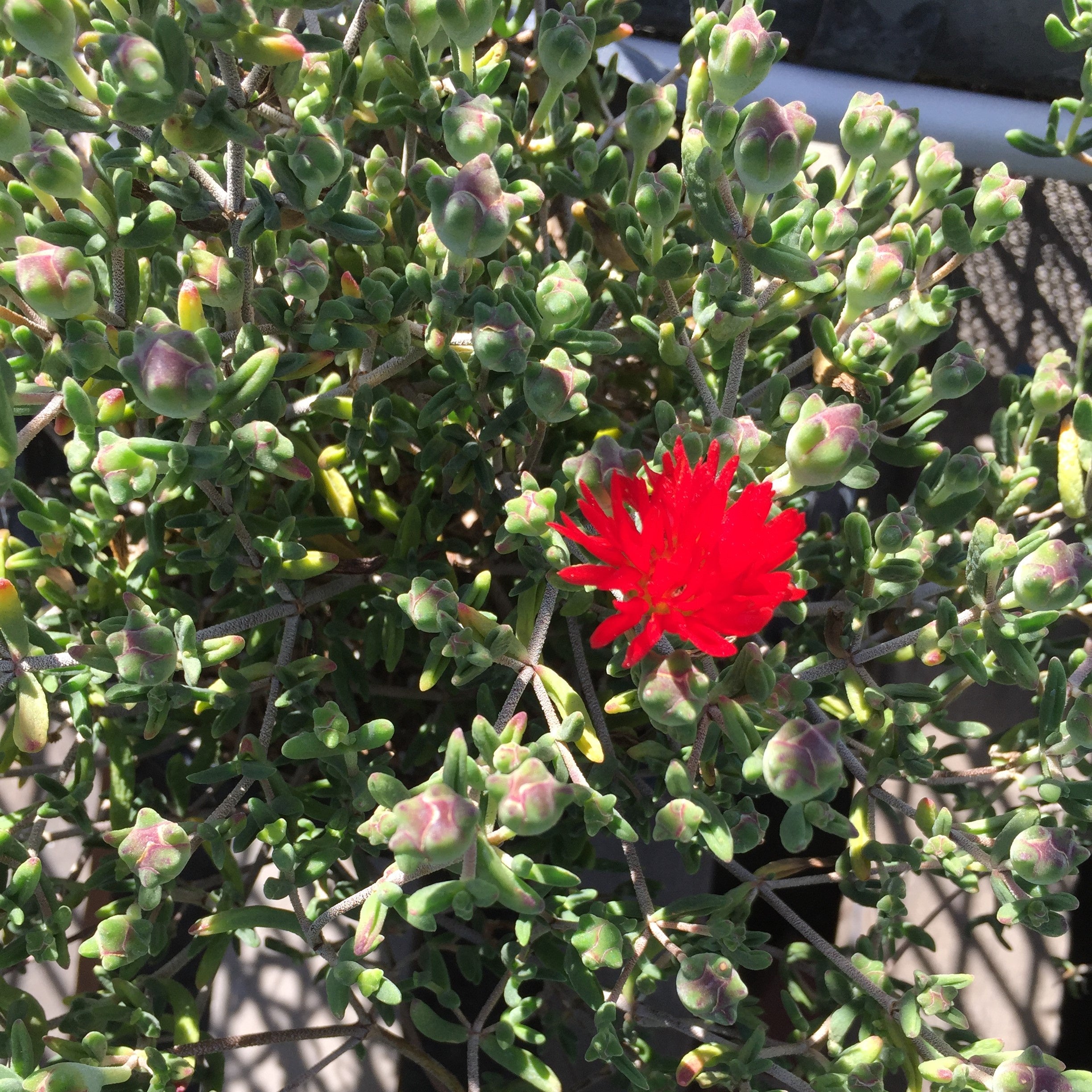 Drosanthemum speciosum – Heron's Head Nursery
