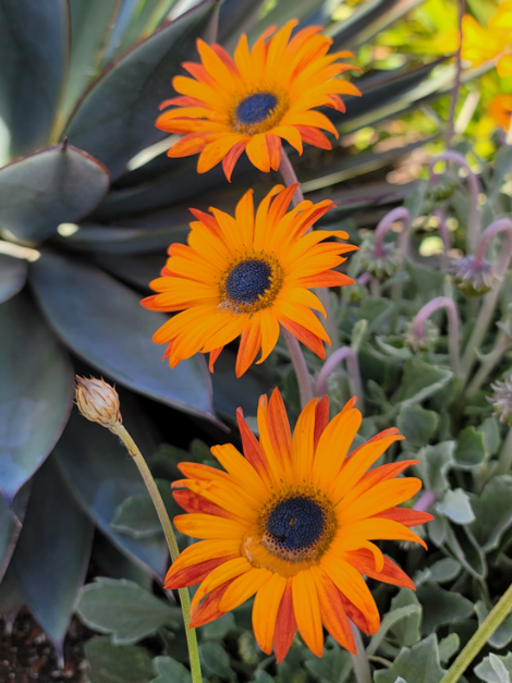 Arctotis 'Fire' – Heron's Head Nursery