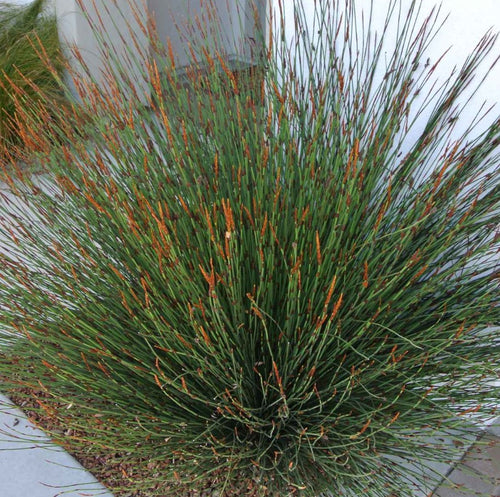 Chondropetalum tectorum 'El Campo' – Heron's Head Nursery