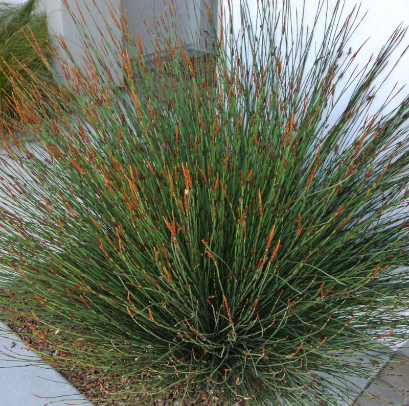 Chondropetalum tectorum 'El Campo' – Heron's Head Nursery