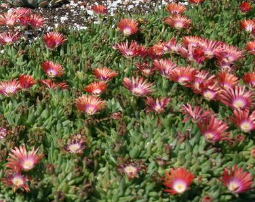 Delosperma dyeri 'Red Mountain' – Heron's Head Nursery