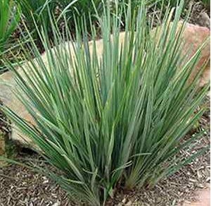 Dianella revoluta 'Little Rev' – Heron's Head Nursery