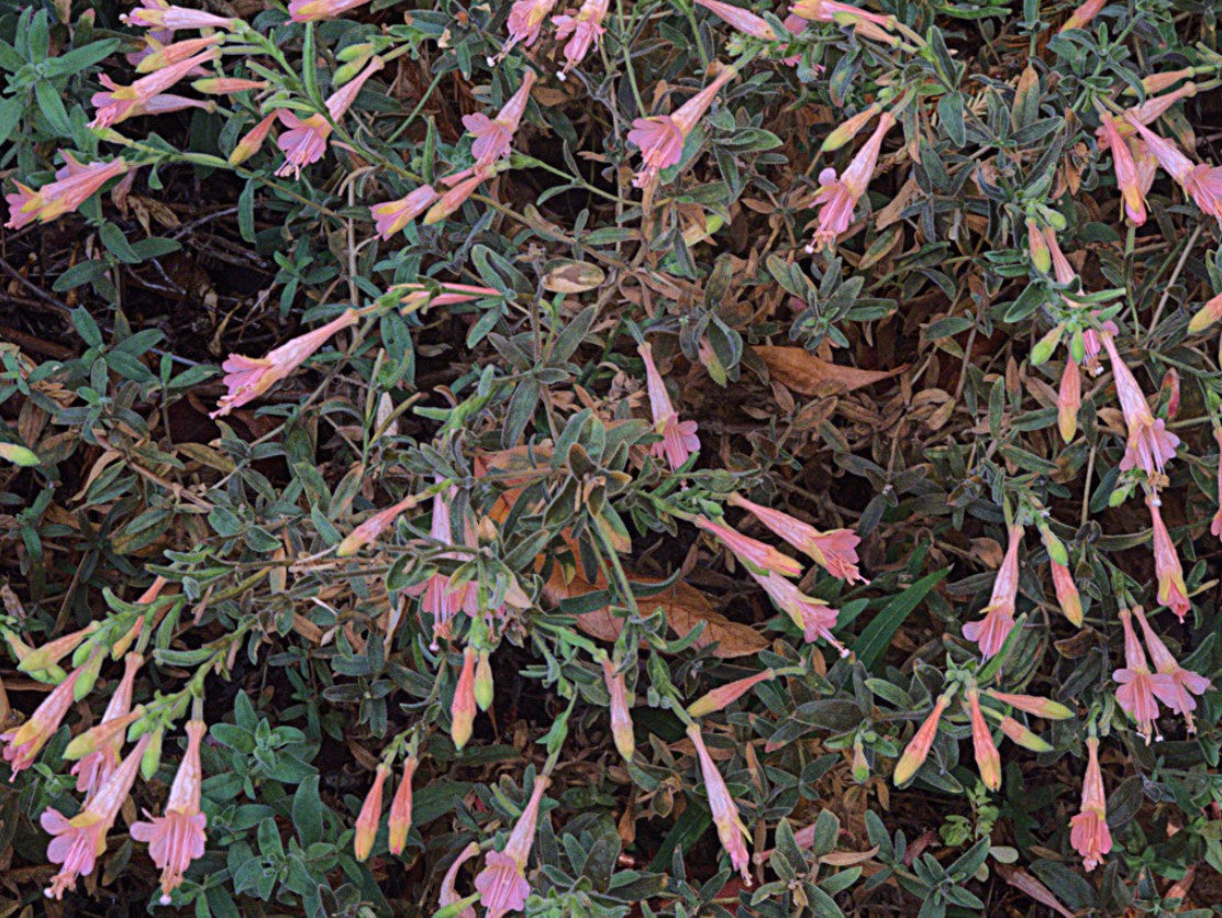 Epilobium (Zauschneria) canum 'Marin Pink' – Heron's Head Nursery