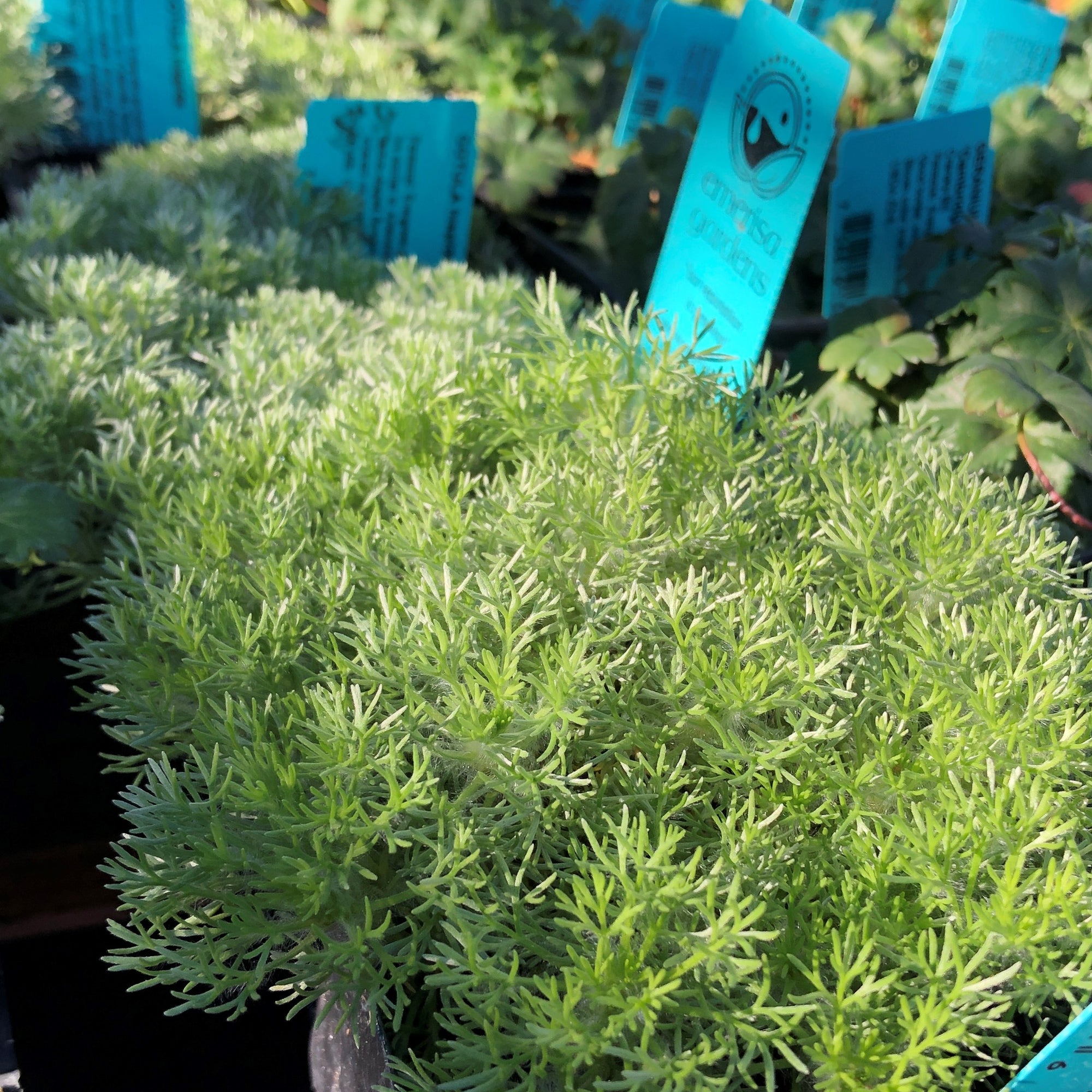 Cotula hispida – Heron's Head Nursery