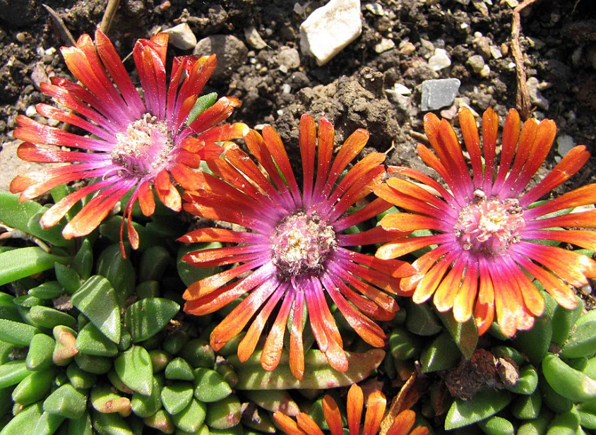 Delosperma 'Fire Spinner' – Heron's Head Nursery