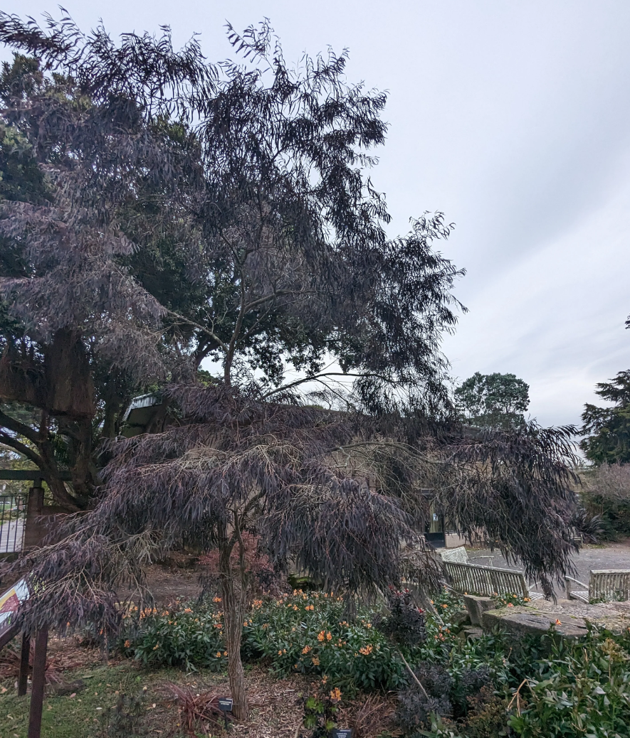Agonis flexuosa 'After Dark' – Heron's Head Nursery